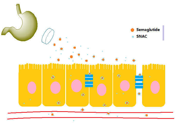 Oral Semaglutide için bir basamak.